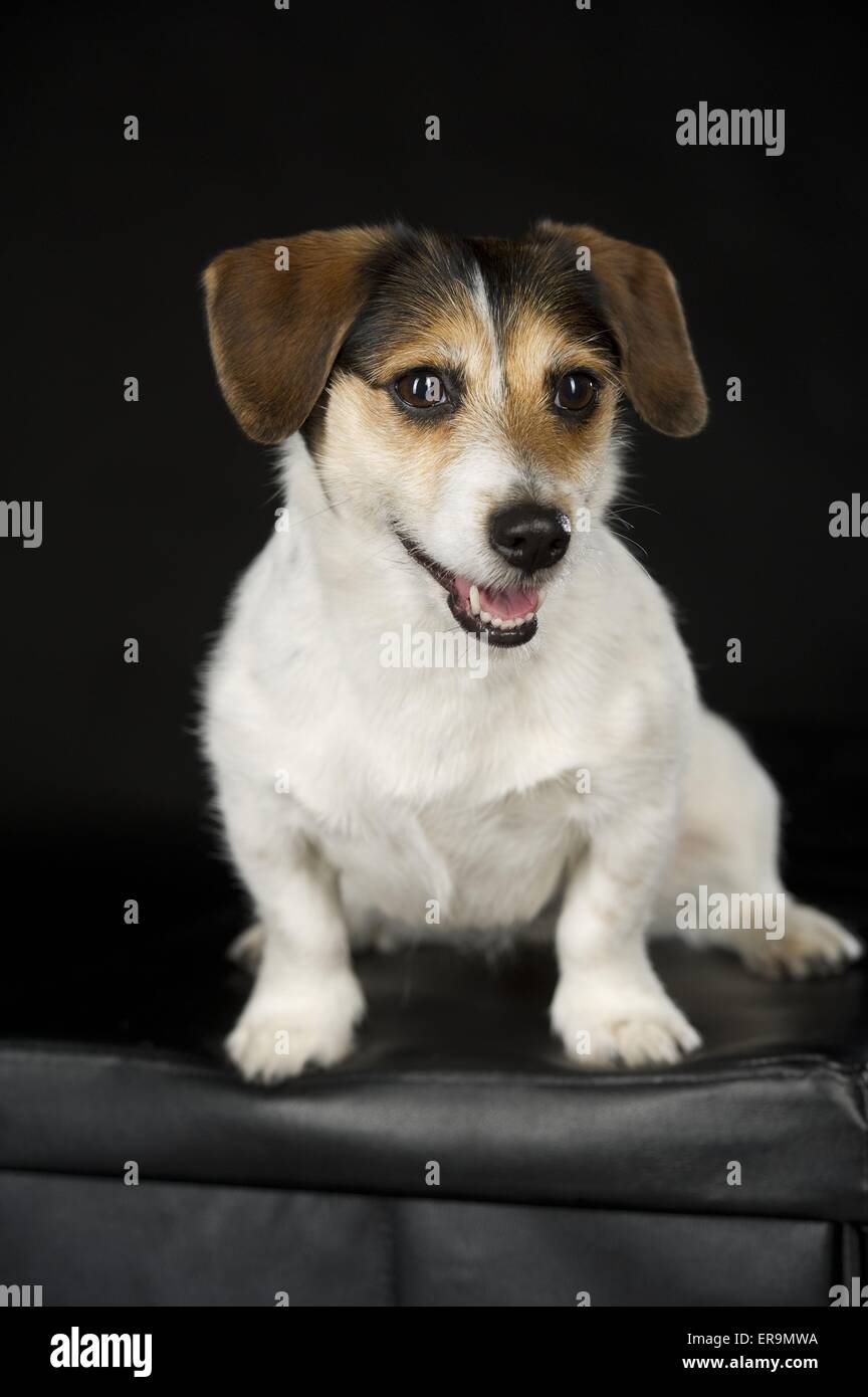 sitting Jack Russell Terrier Stock Photo - Alamy
