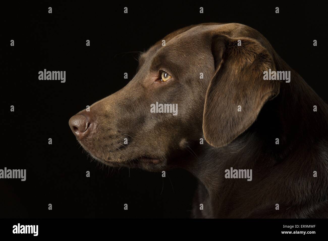 Labrador side profile hi-res stock photography and images - Alamy