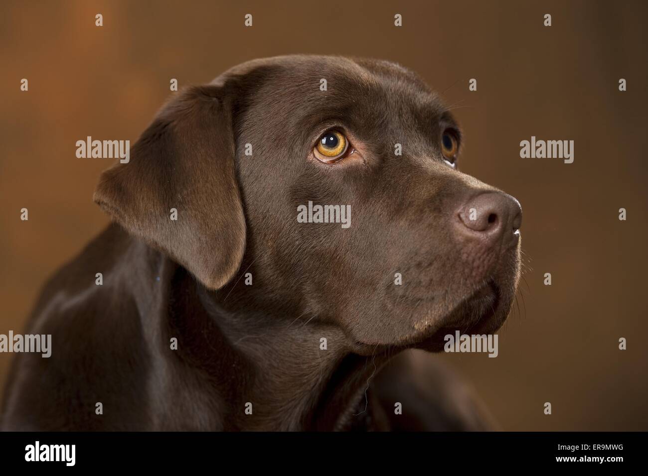 Labrador Retriever Portrait Stock Photo - Alamy