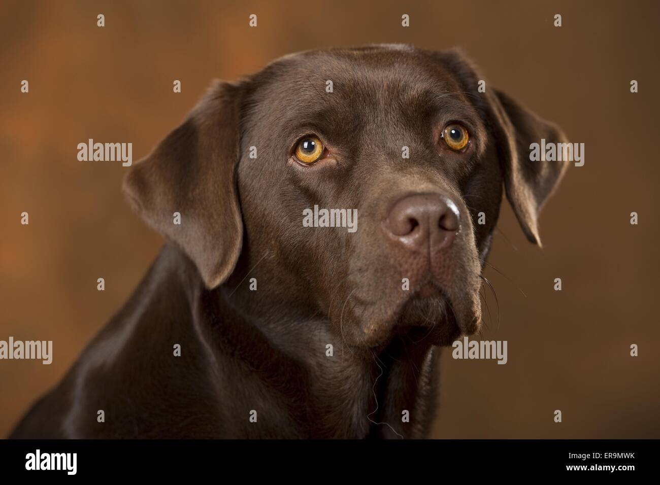 Labrador Retriever Portrait Stock Photo - Alamy