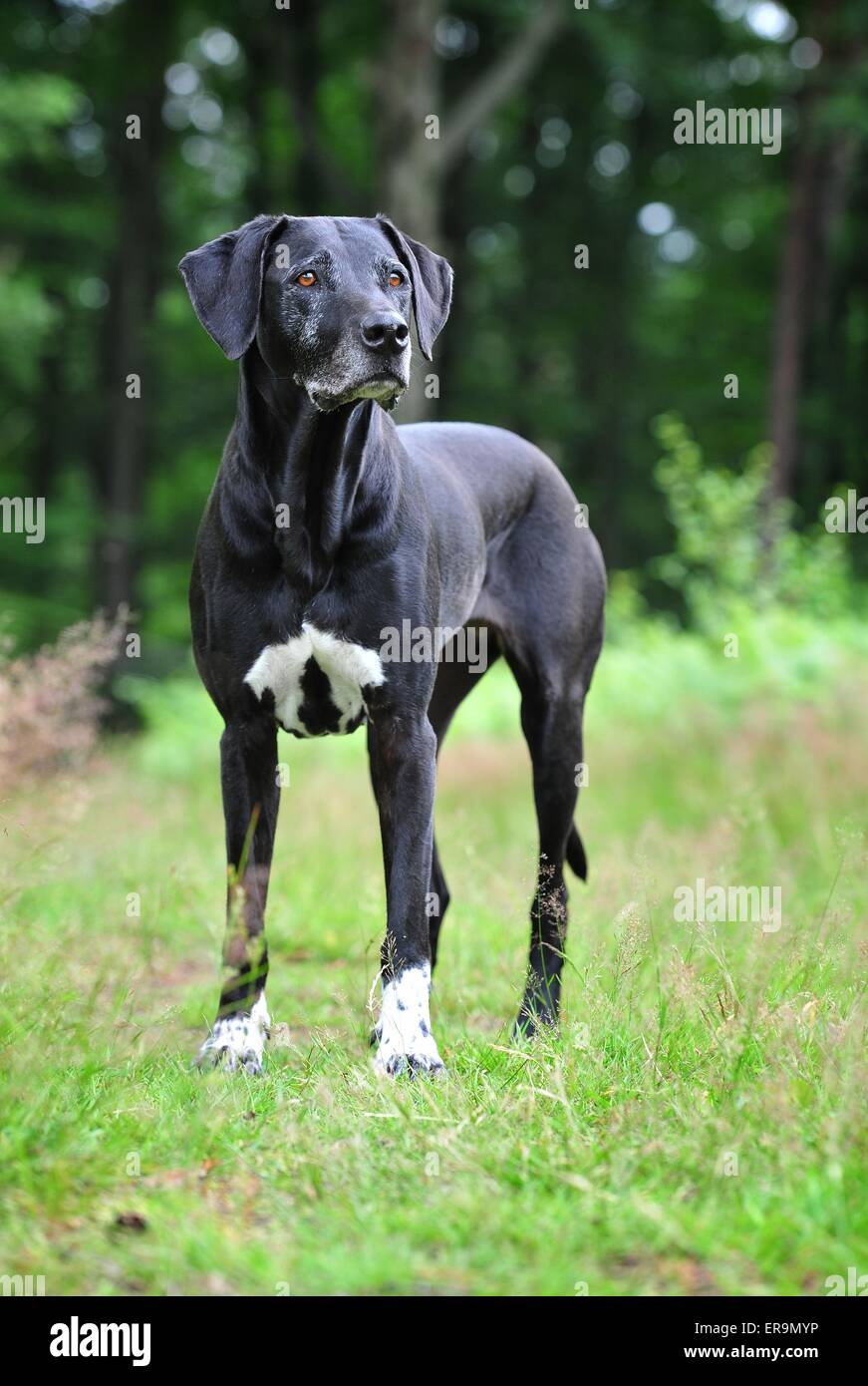 Rhodesian ridgeback great dane hi-res stock photography and images - Alamy