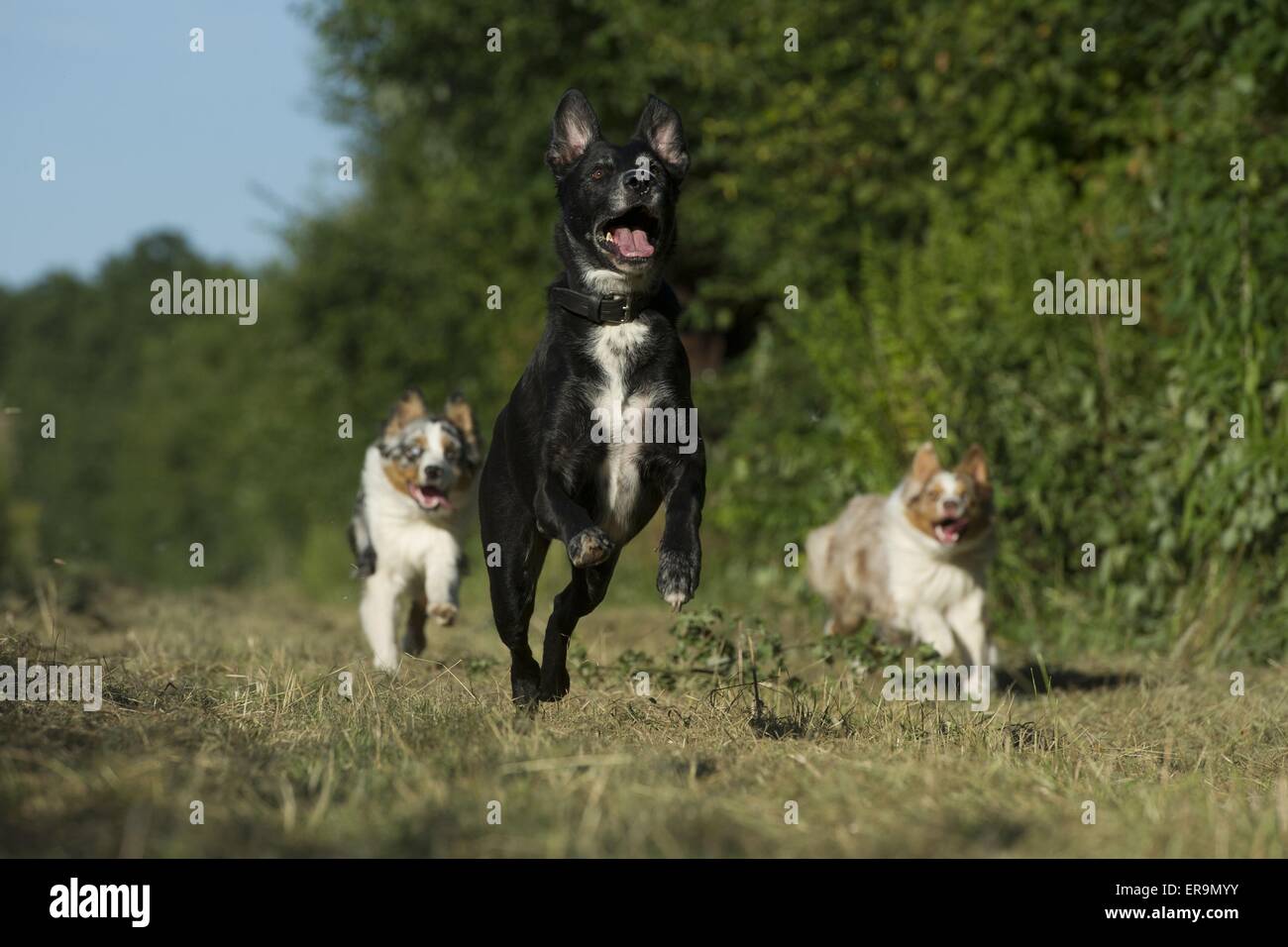 3 dogs running hi-res stock photography and images - Alamy