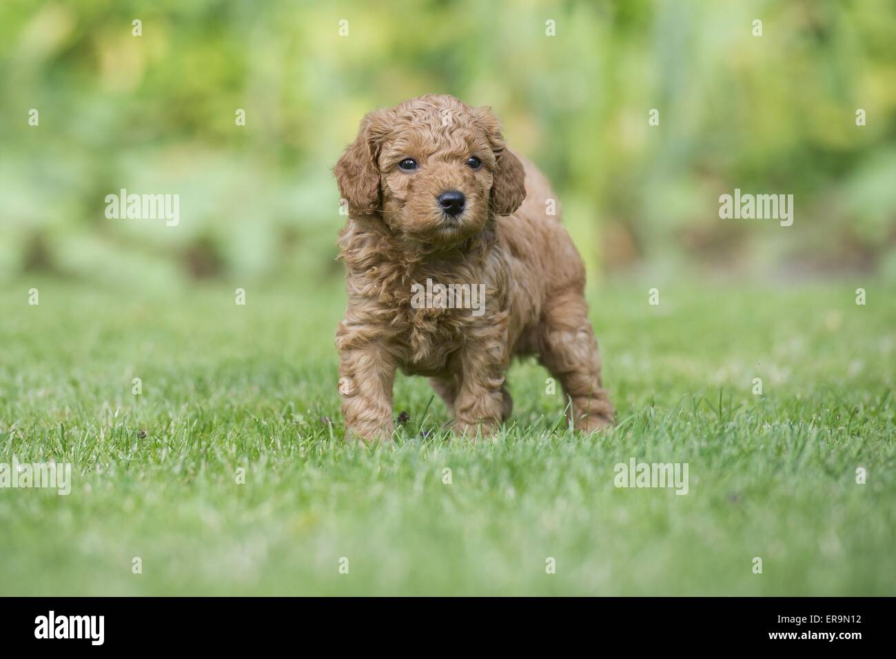 What Is A Royal Poodle