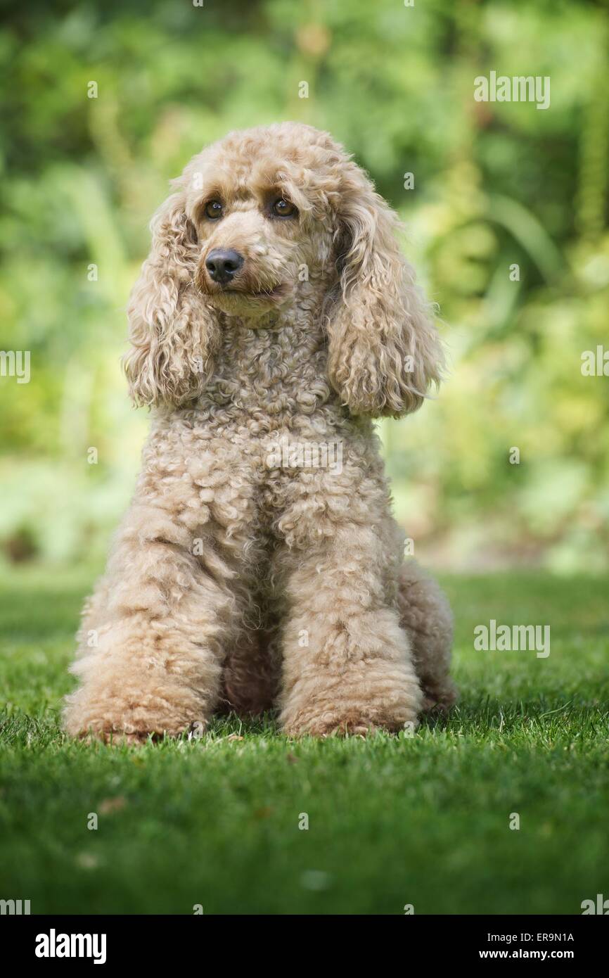 sitting small poodle Stock Photo - Alamy