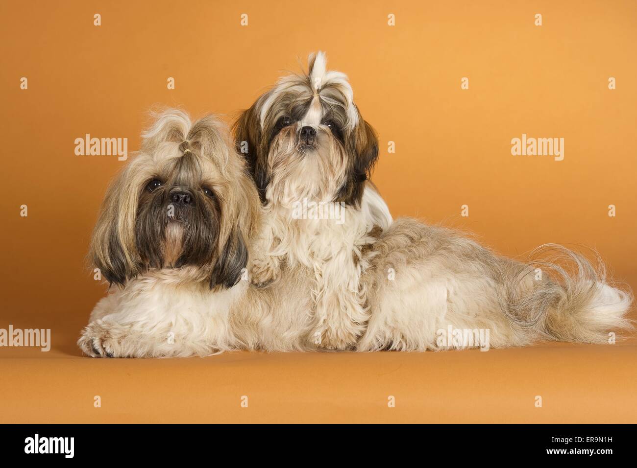 Shih tzus and side view hi-res stock photography and images - Alamy
