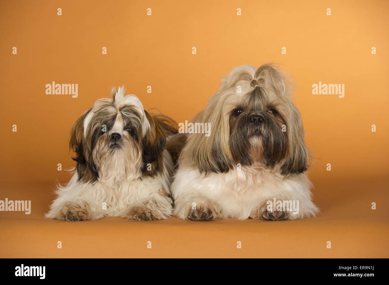 2 Shih Tzus Stock Photo - Alamy