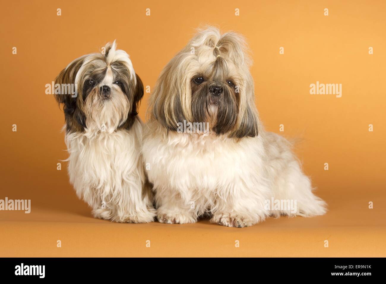 Shih tzus hi-res stock photography and images - Alamy