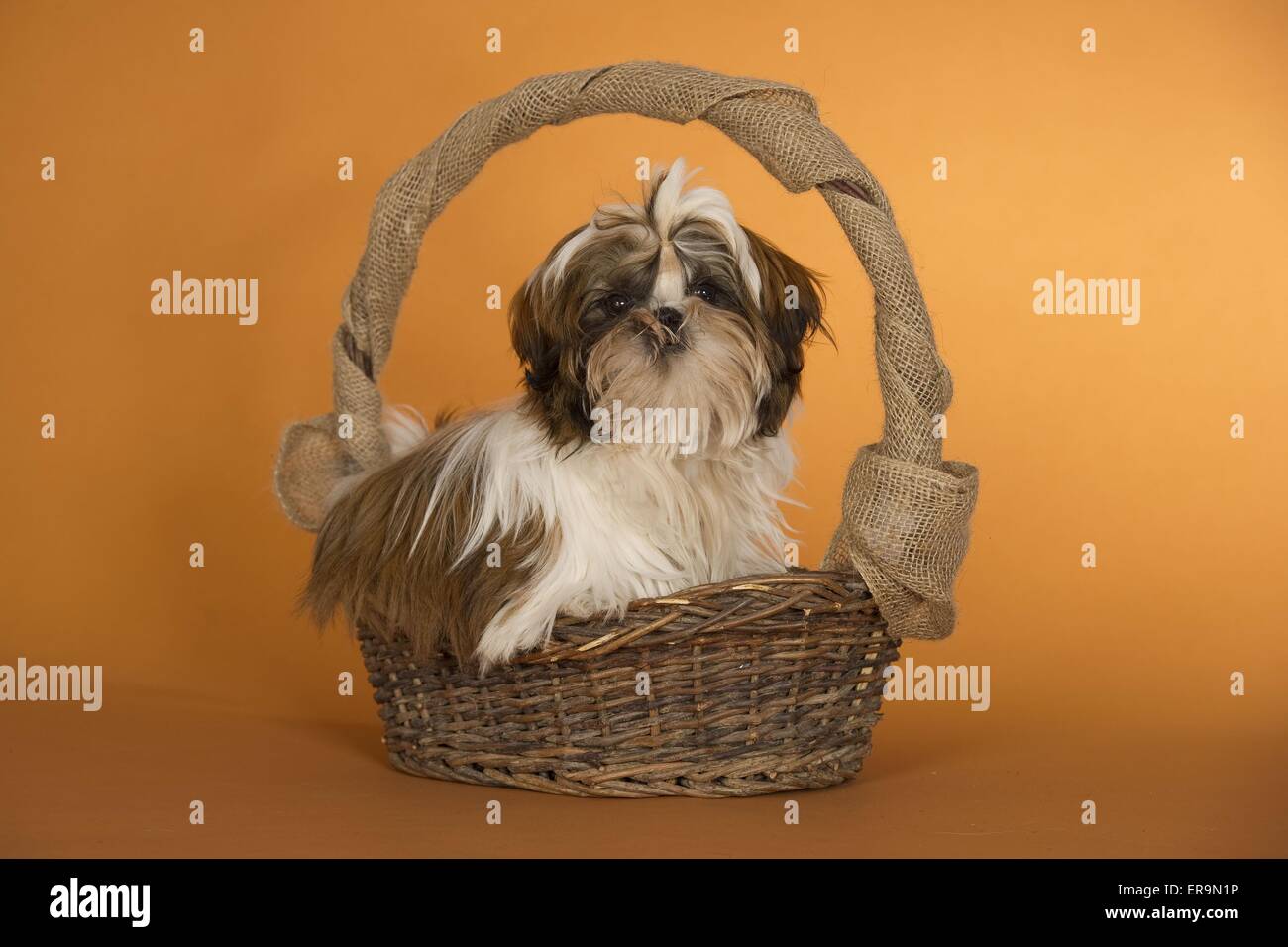 sitting Shih Tzu Stock Photo - Alamy
