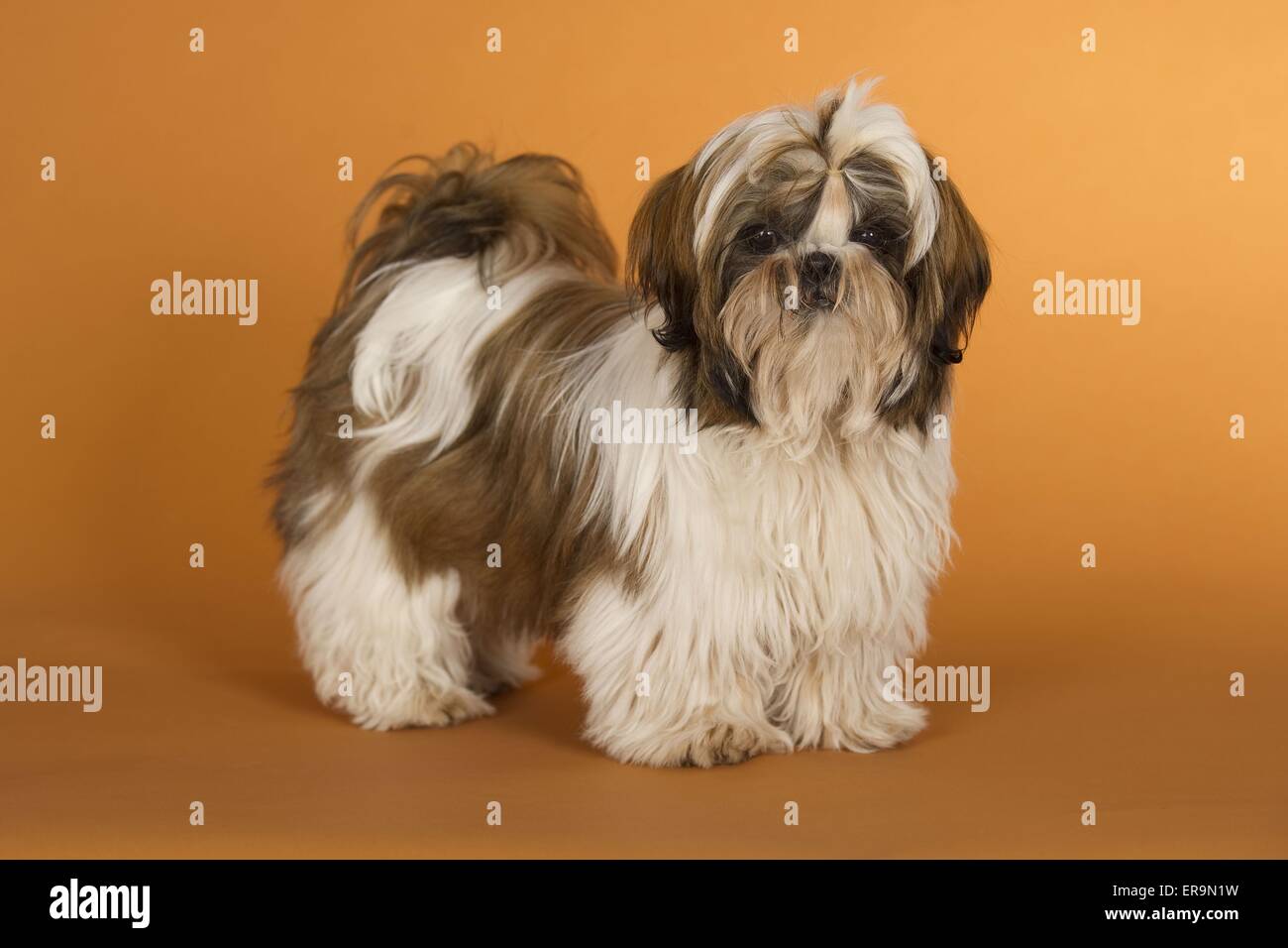 Shih tzus and side view hi-res stock photography and images - Alamy