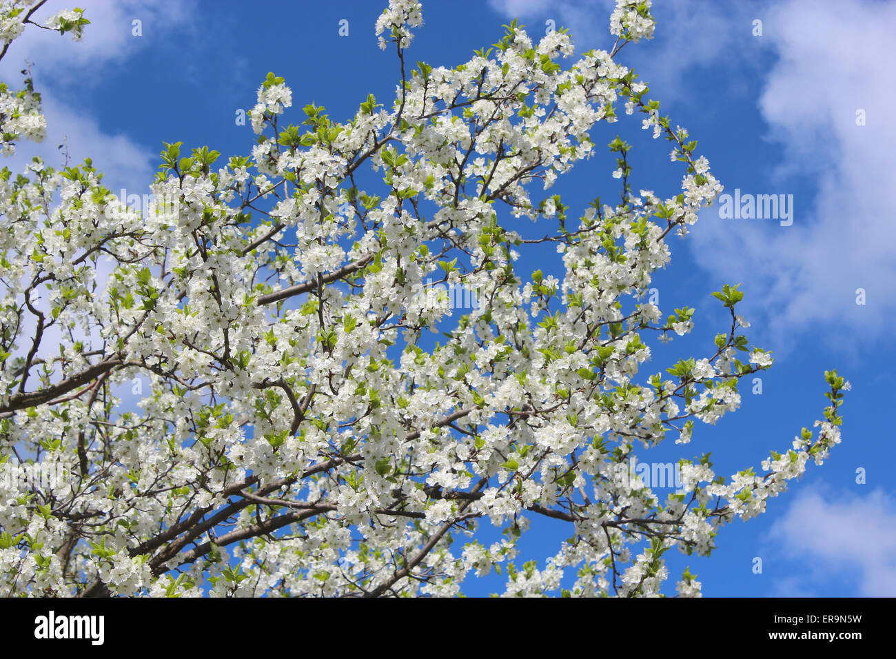 Mayflower tree flower hi-res stock photography and images - Alamy