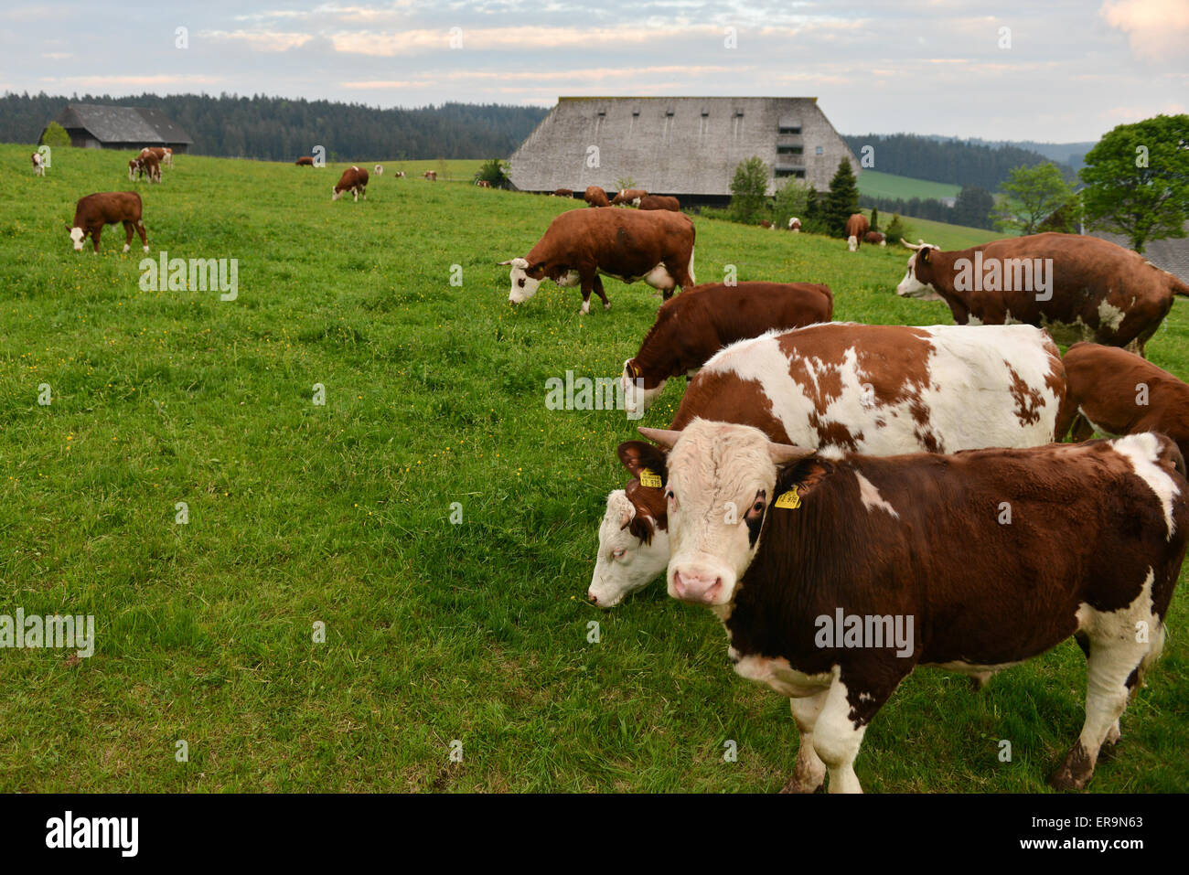 Herd of cows at summer green field in Germany Stock Photo - Alamy