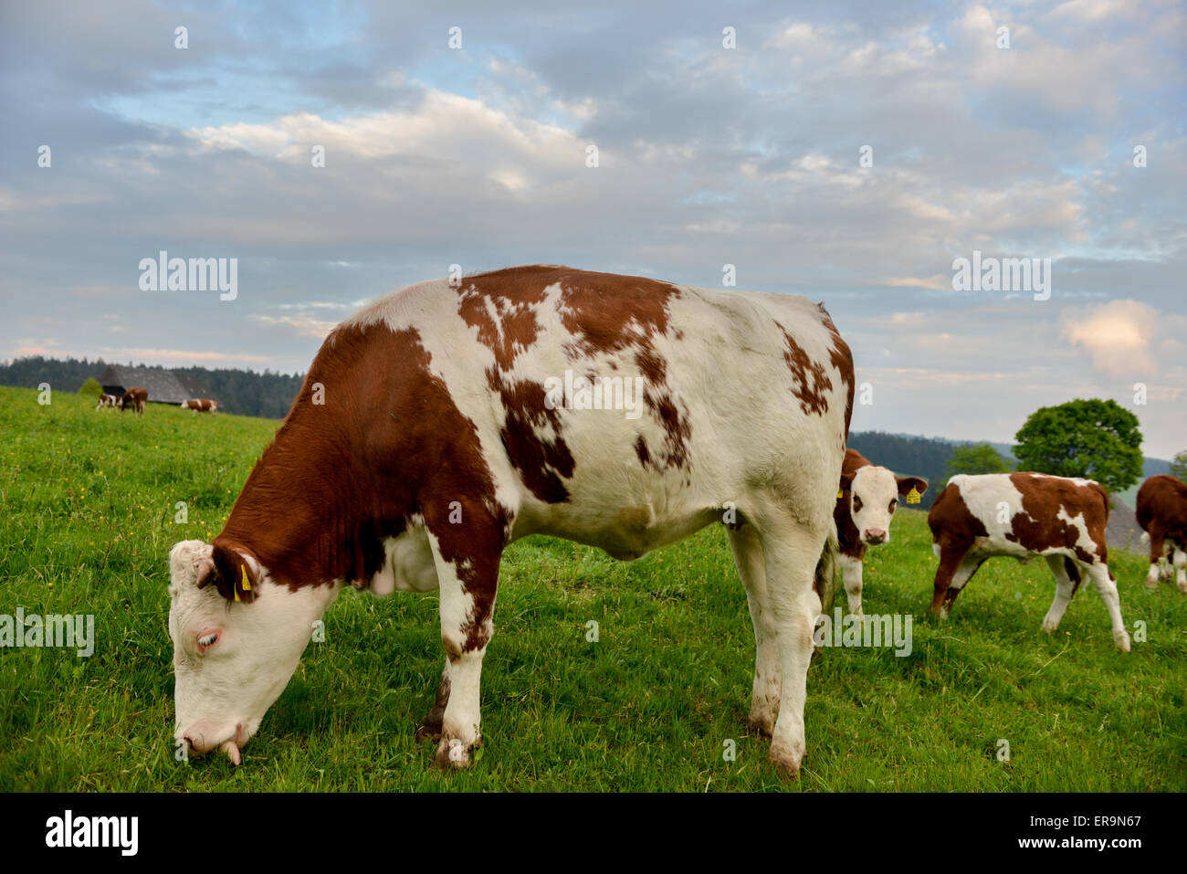 Herd of cows at summer green field in Germany Stock Photo - Alamy