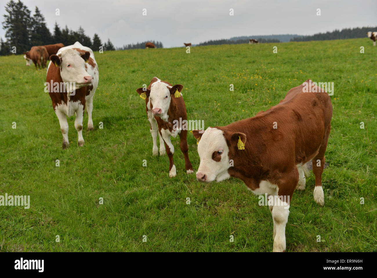 Herd of cows at summer green field in Germany Stock Photo - Alamy