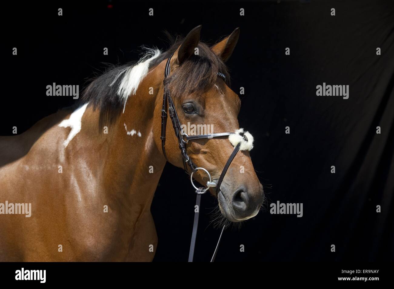 Paint Horse Portrait Stock Photo - Alamy