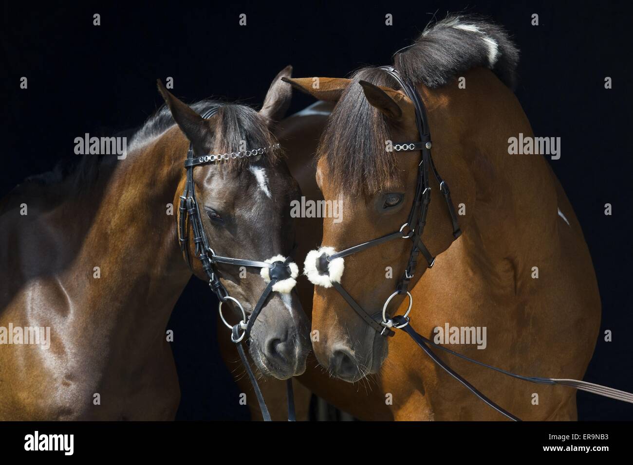 Double bridle horse hi-res stock photography and images - Alamy