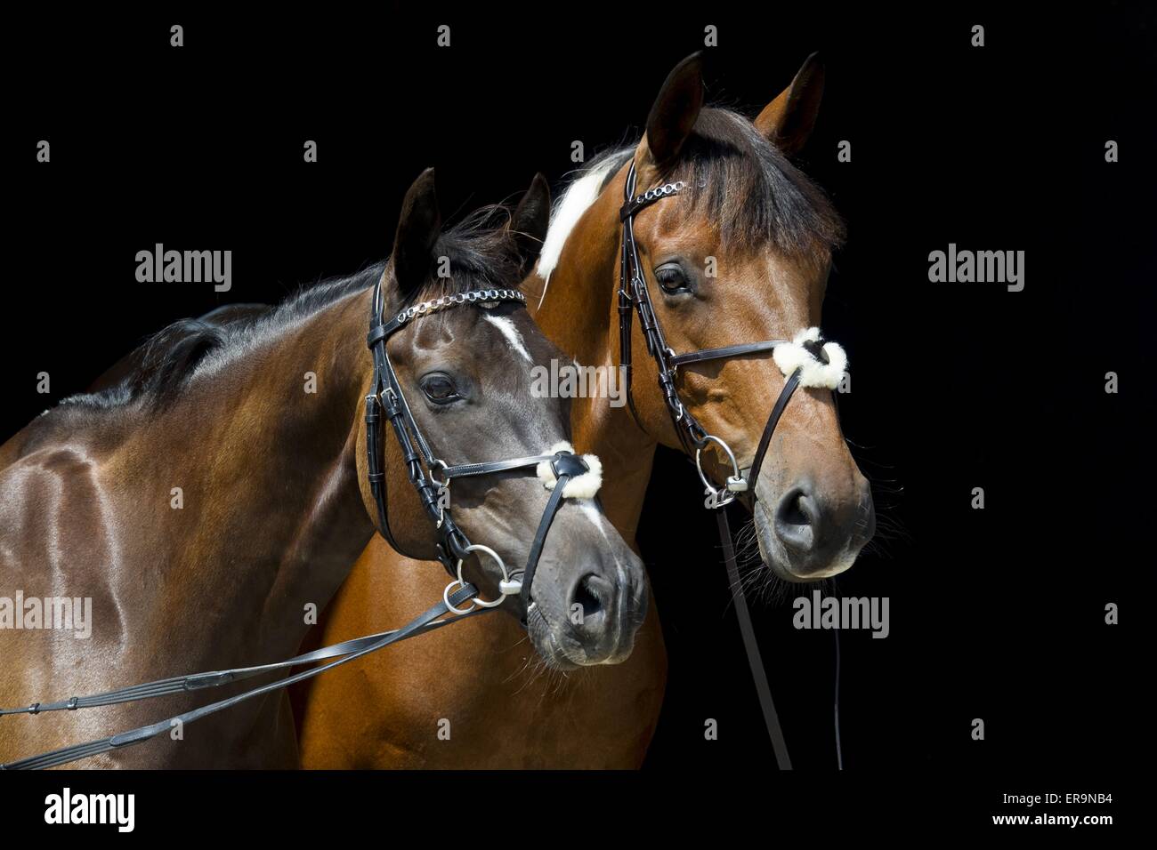 Mexican horses hi-res stock photography and images - Alamy