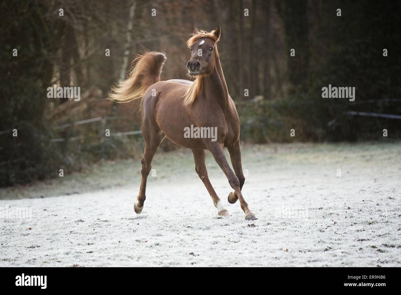 Thoroughbred horse walking meadow hi-res stock photography and images ...