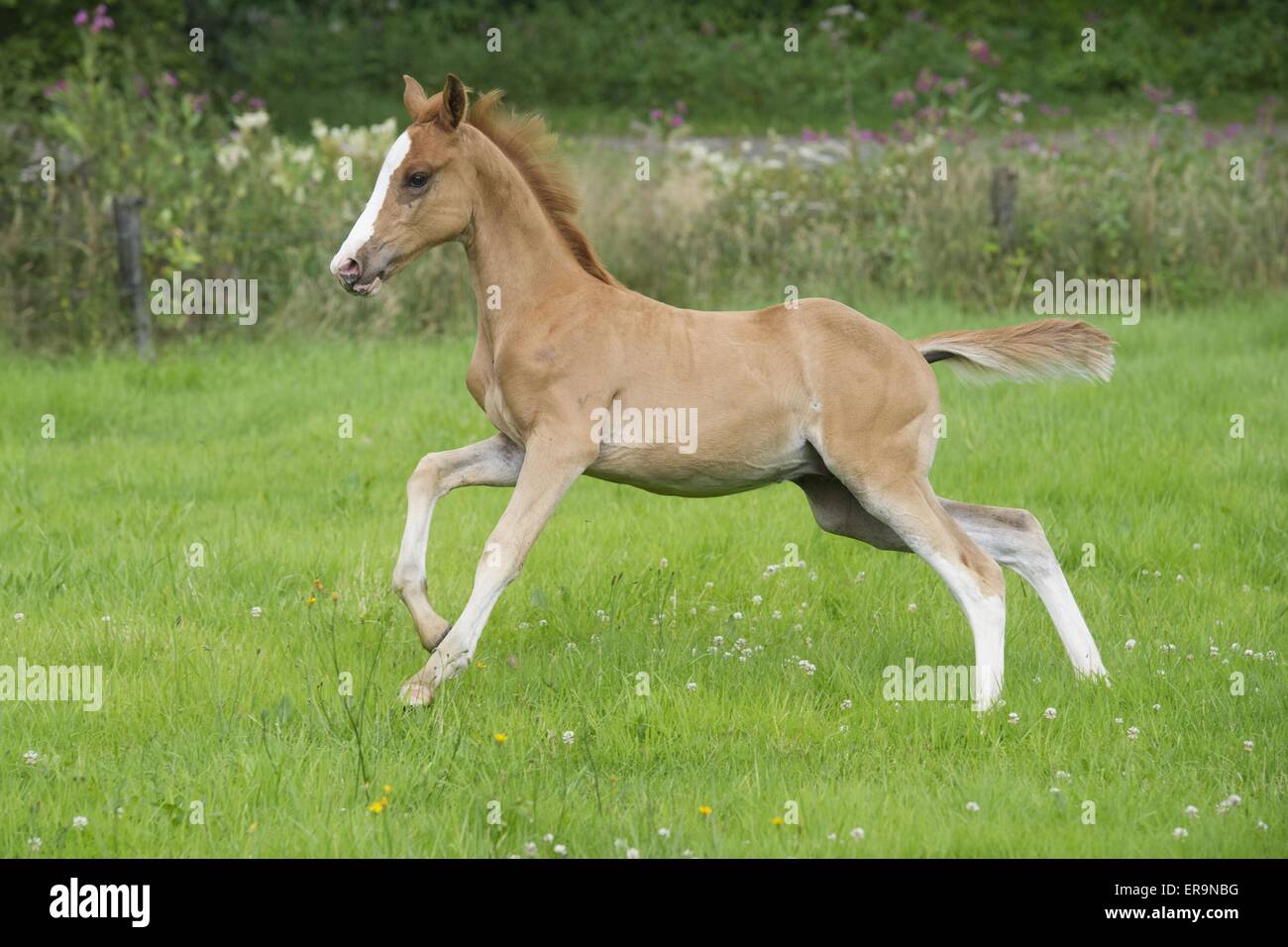 Galloping foals hi-res stock photography and images - Alamy