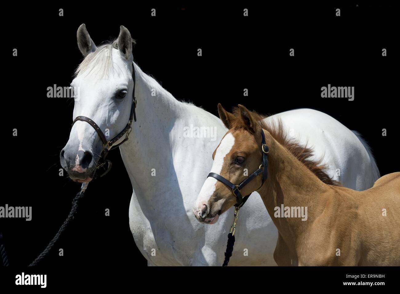 mare with foal Stock Photo - Alamy
