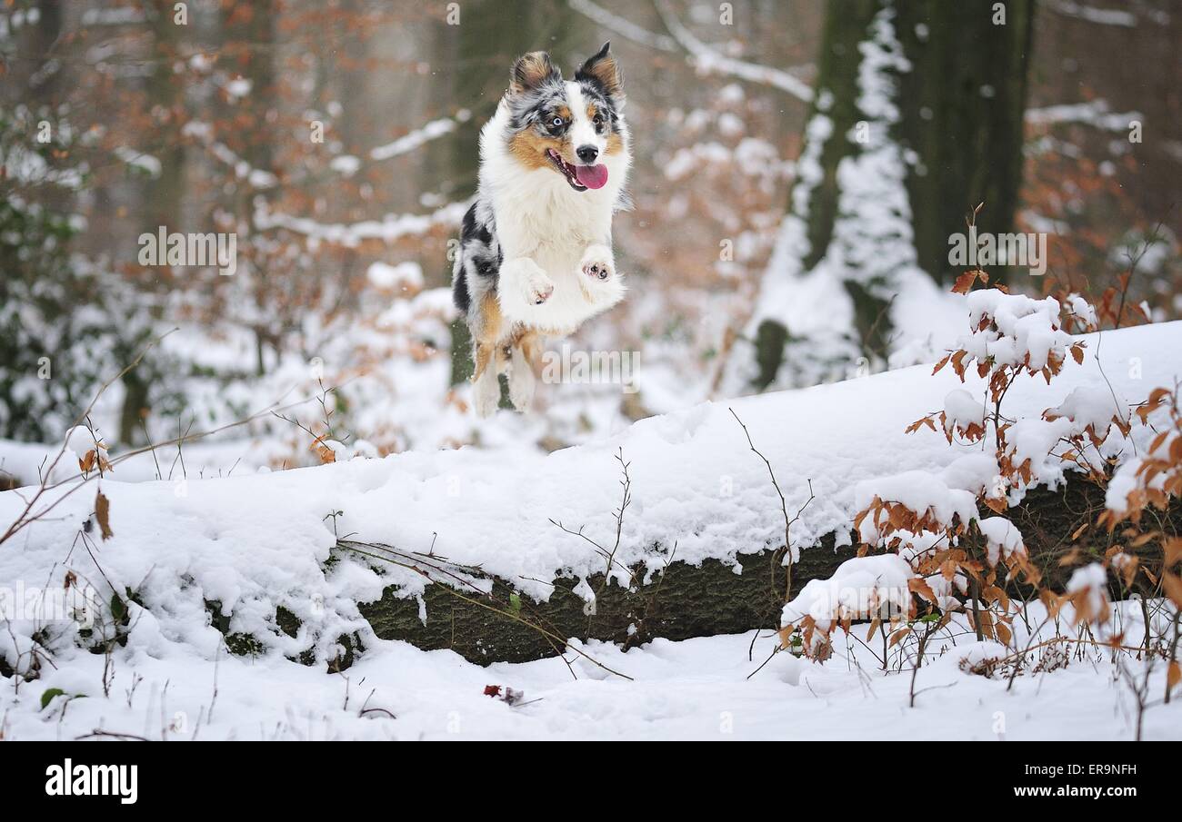 jumping Australian Shepherd Stock Photo - Alamy