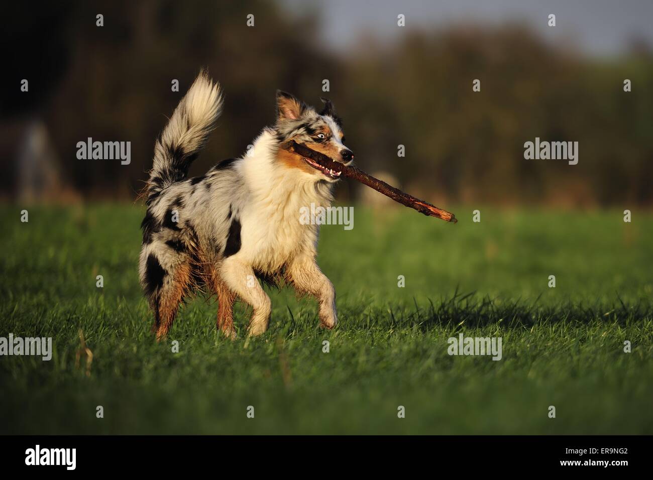 playing Australian Shepherd Stock Photo - Alamy