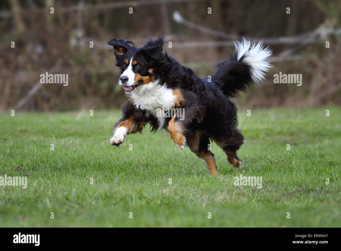 running Bernese Mountain Dog Stock Photo - Alamy