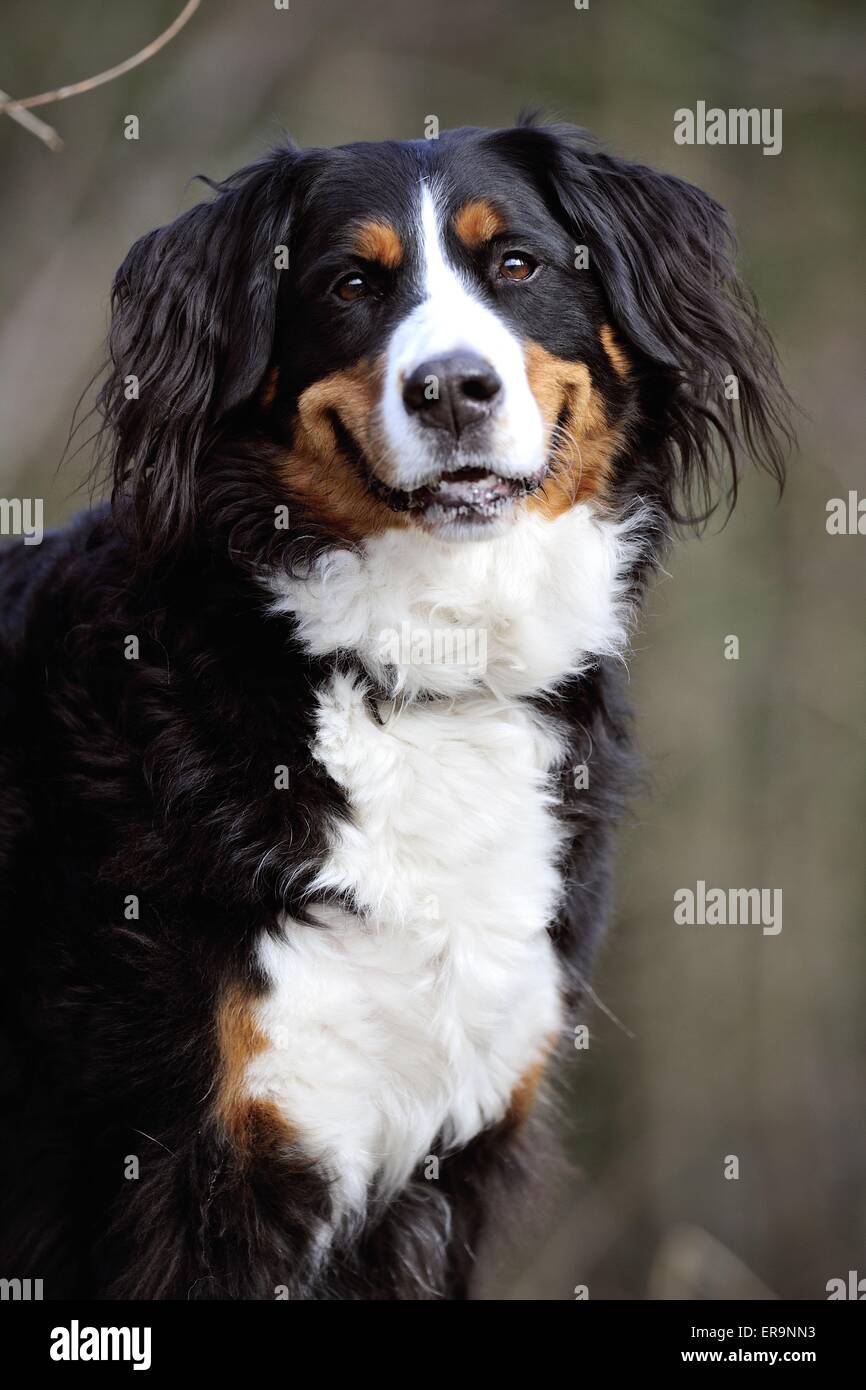 Bernese Mountain Dog Portrait Stock Photo - Alamy