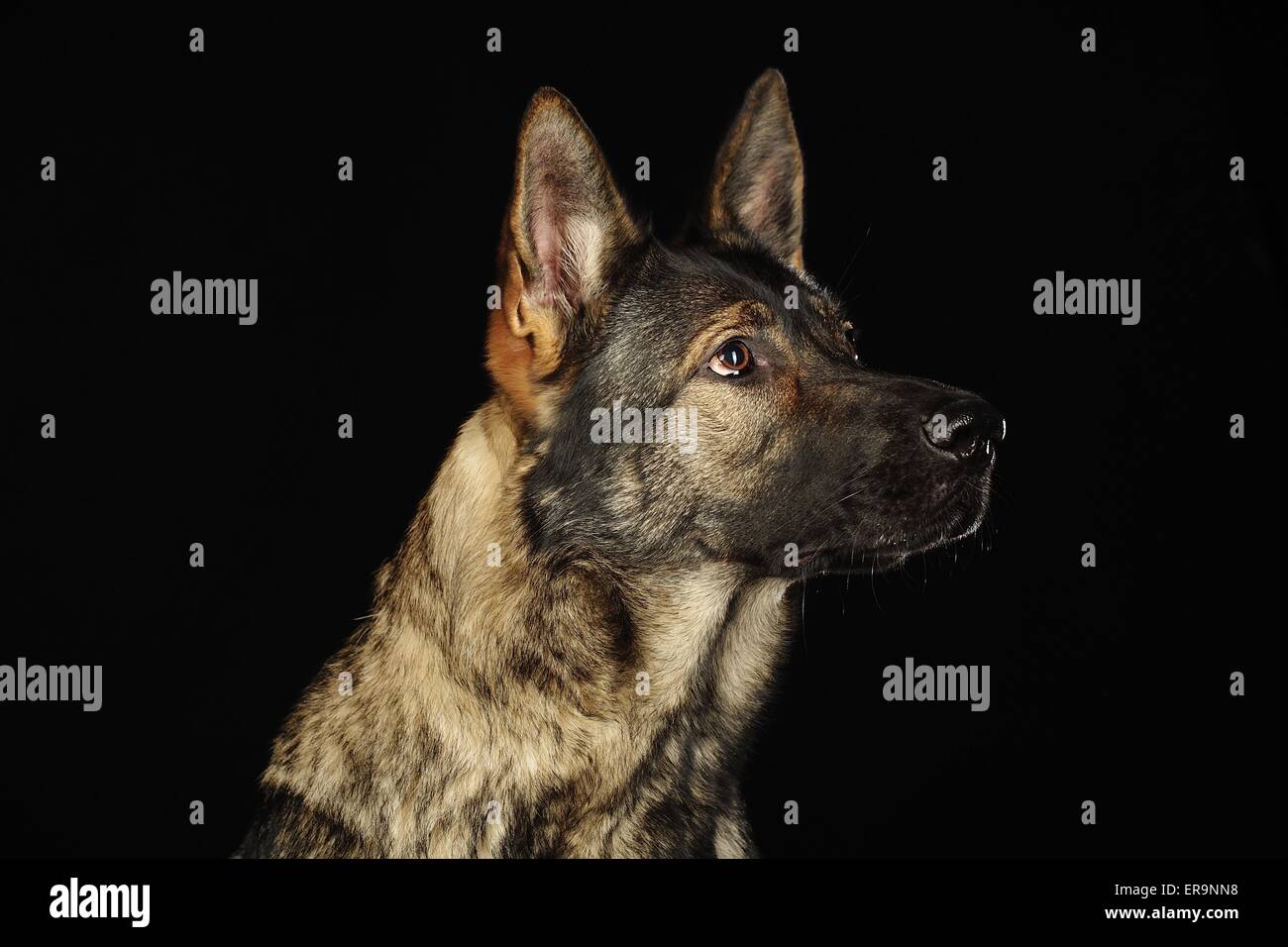 German Shepherd portrait Stock Photo - Alamy