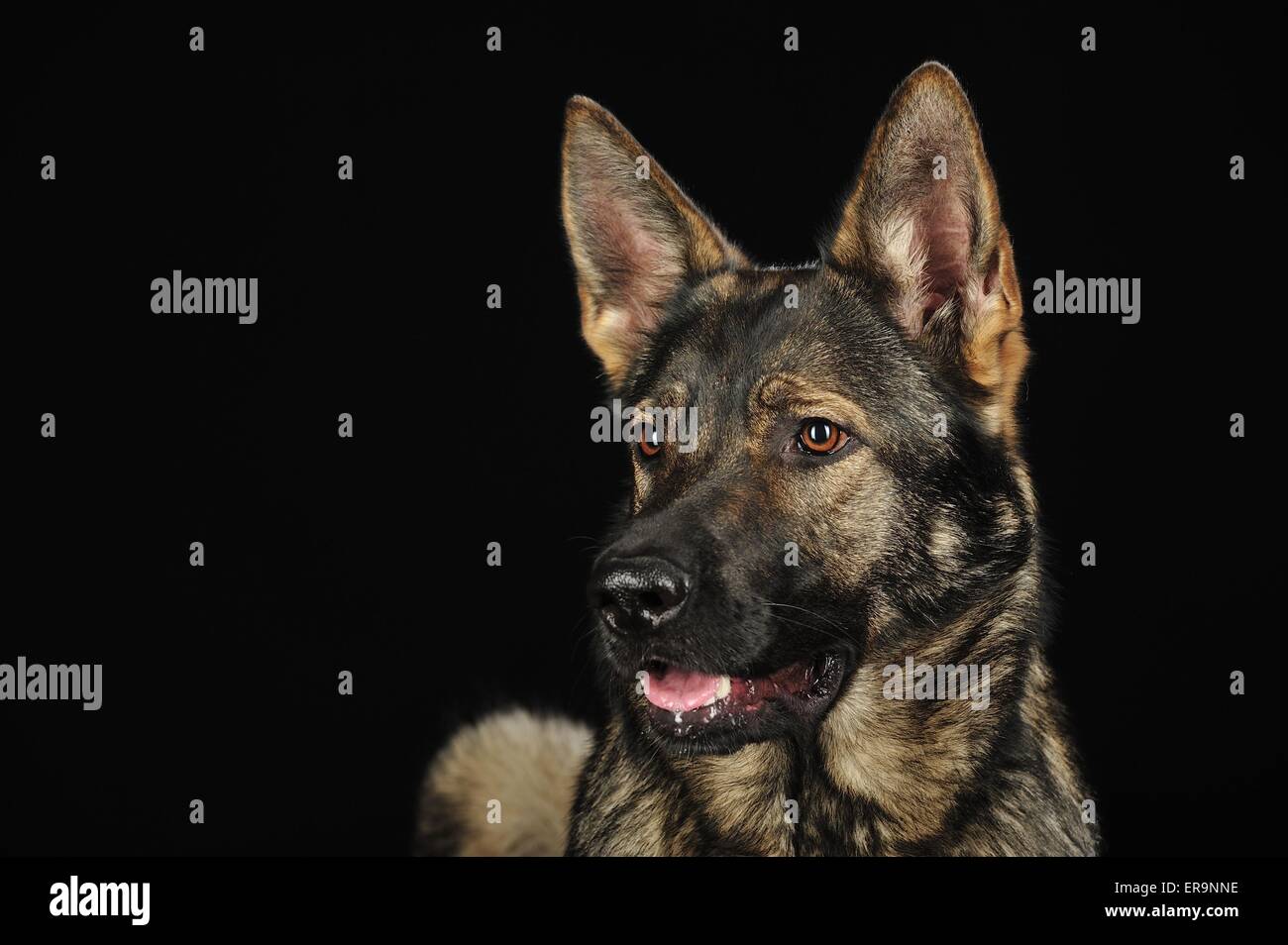 German Shepherd portrait Stock Photo - Alamy
