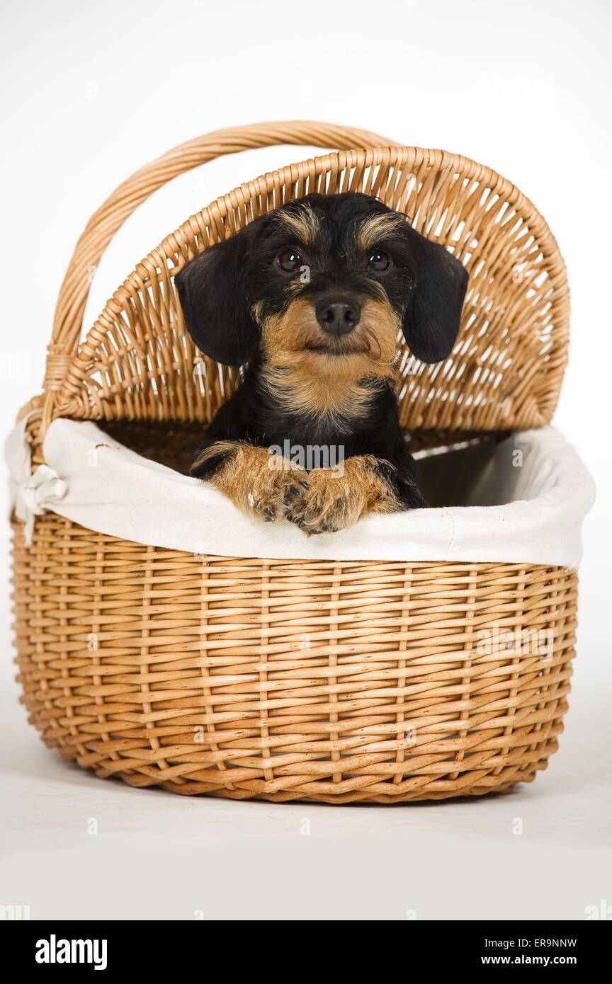 wirehaired teckel portrait Stock Photo - Alamy