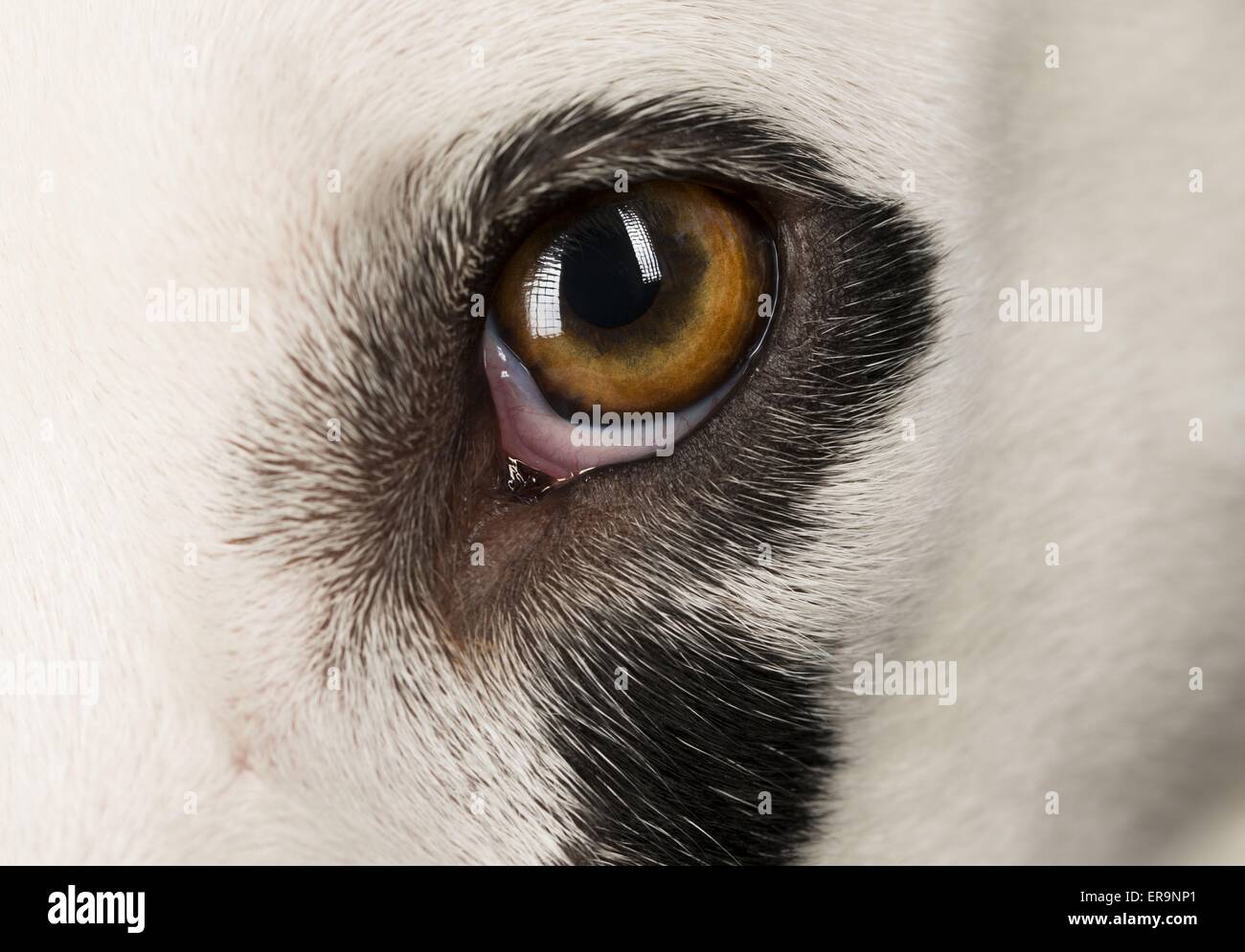 Dalmatian dog eye hi-res stock photography and images - Alamy