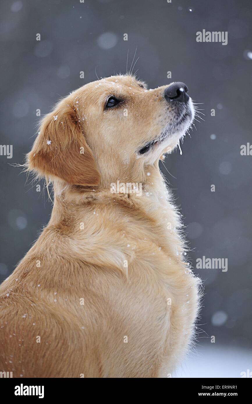 Golden Retriever Portrait Stock Photo - Alamy