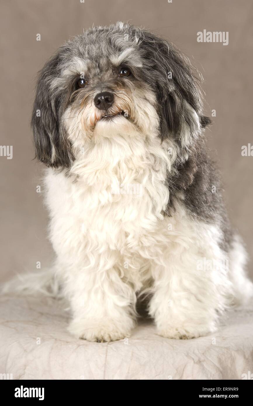 Havanese Poodle Mix