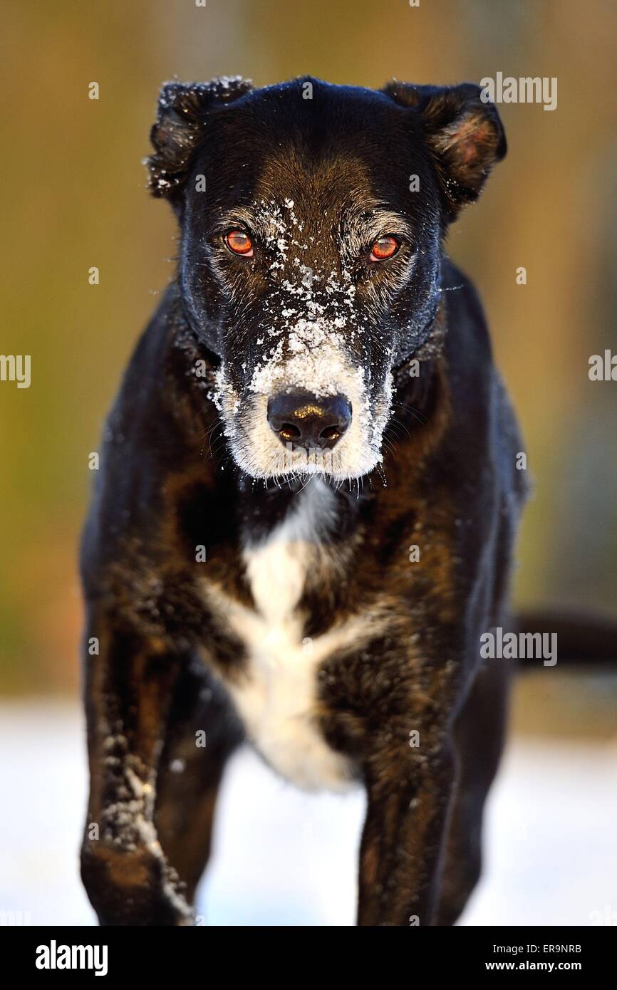 White old cross bred mongrel hi-res stock photography and images - Alamy