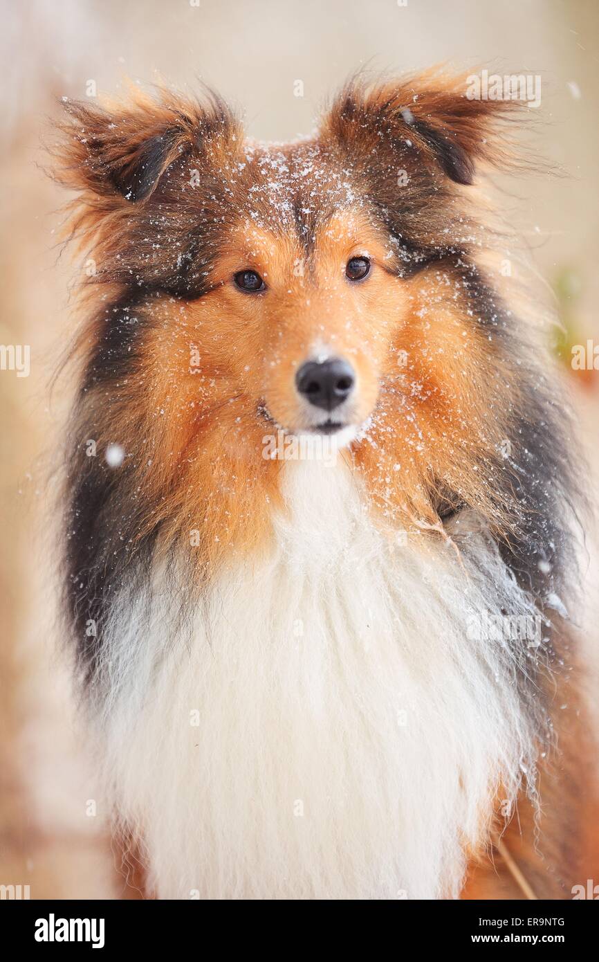 Sheltie snow hi-res stock photography and images - Alamy