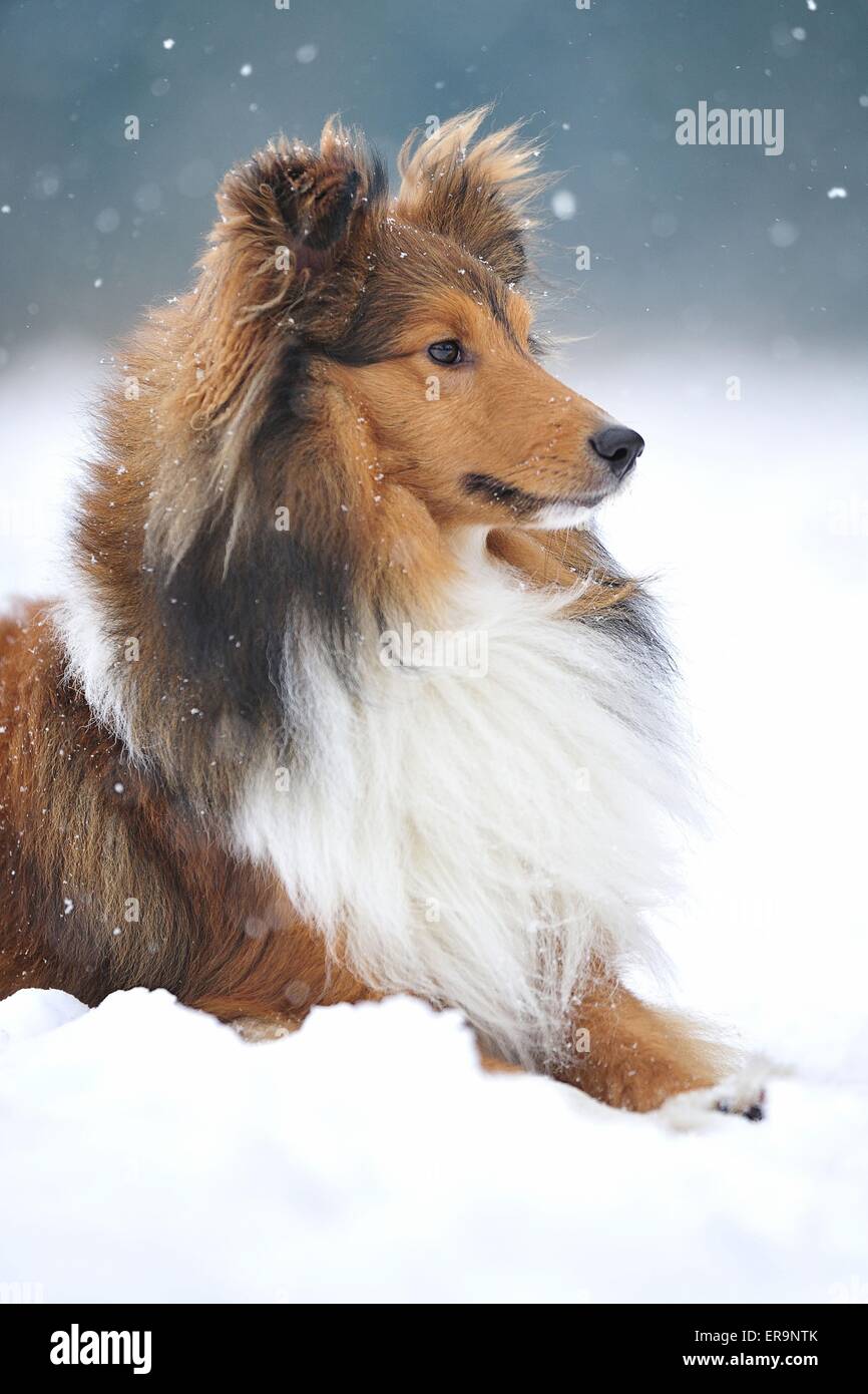 Bicolor sheltie hi-res stock photography and images - Alamy