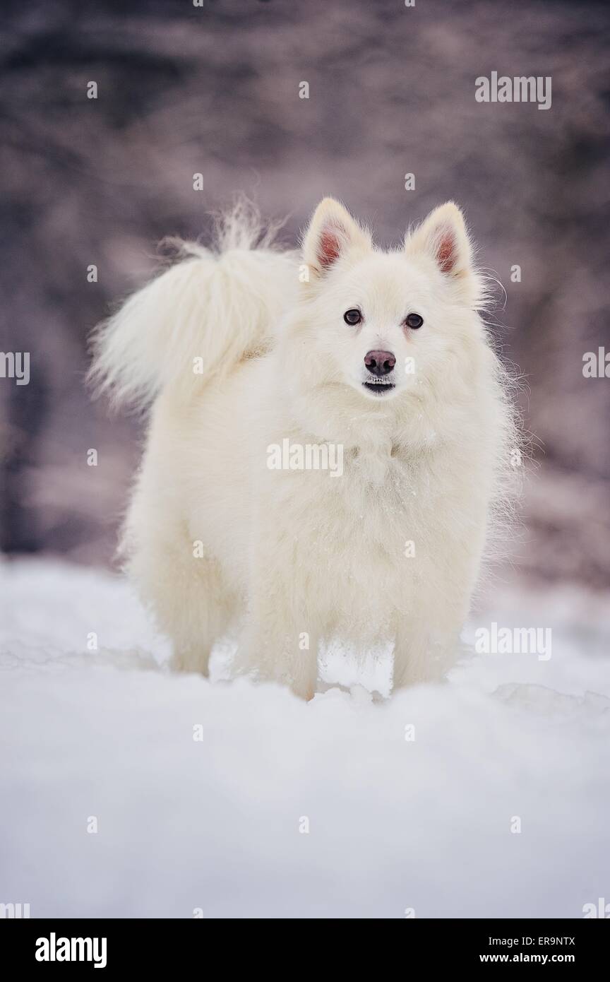 small spitz in snow Stock Photo - Alamy