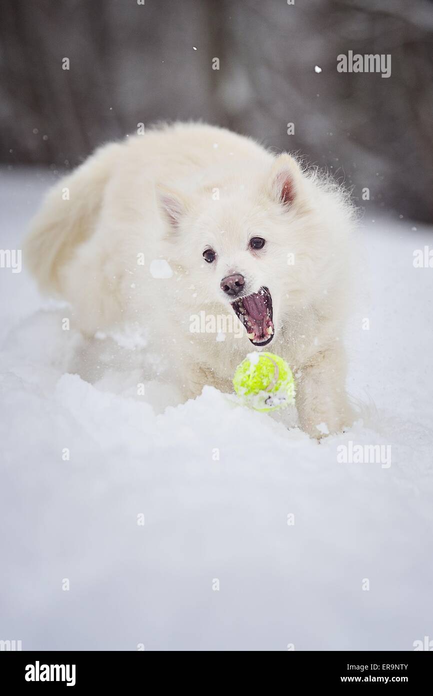 small spitz in snow Stock Photo - Alamy
