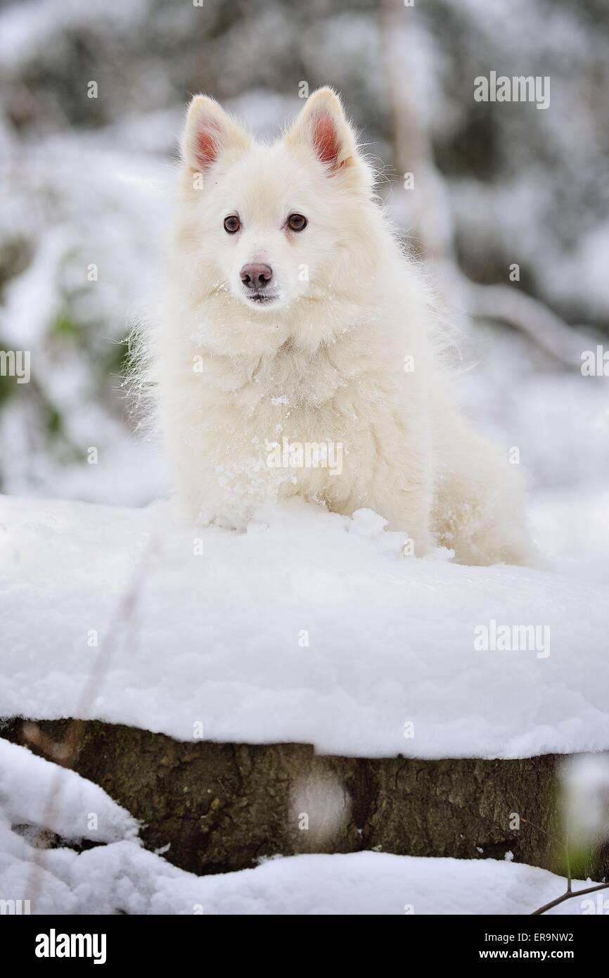 small spitz in snow Stock Photo - Alamy