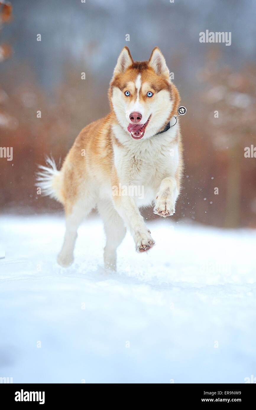 running Siberian Husky Stock Photo - Alamy