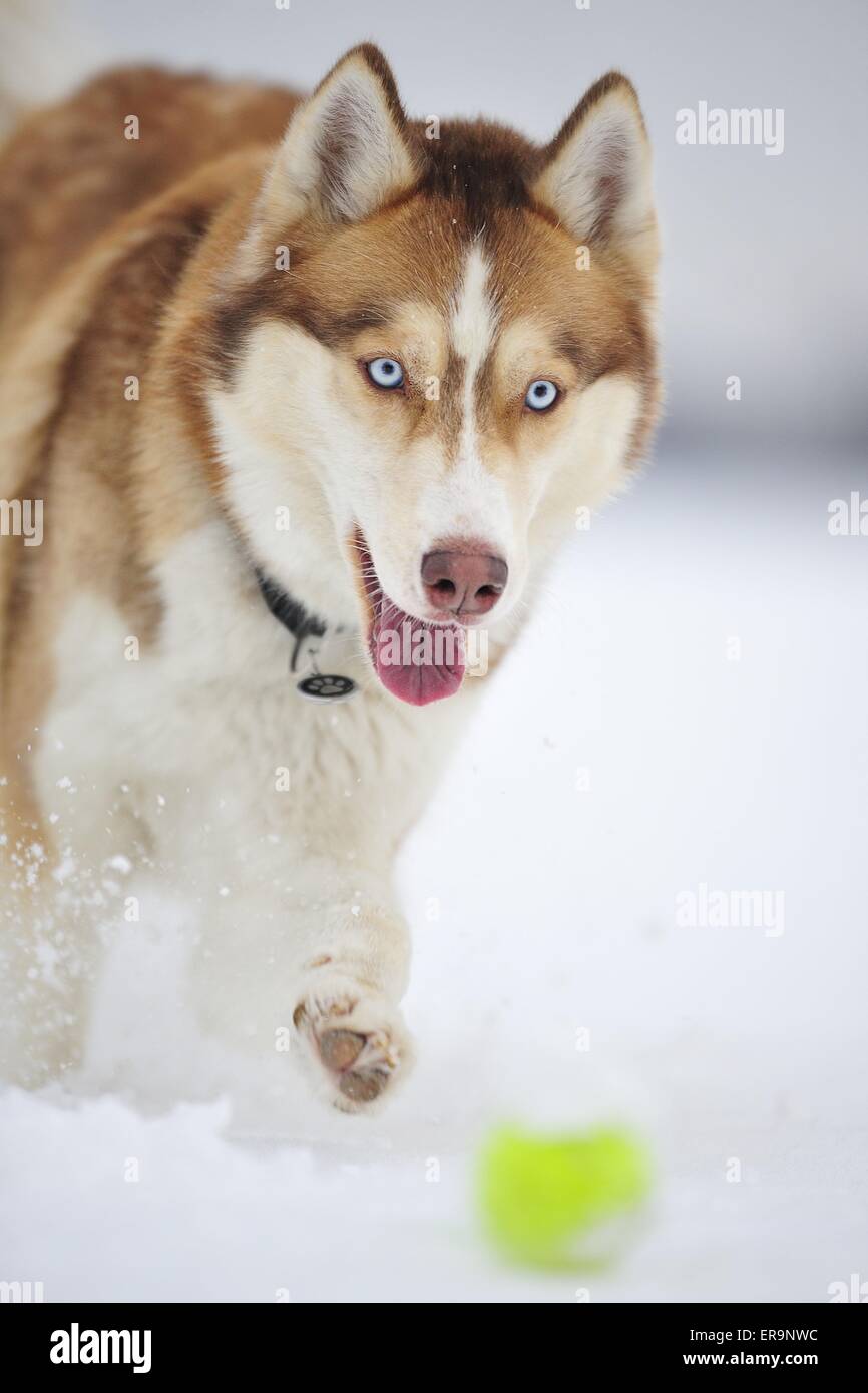 running Siberian Husky Stock Photo - Alamy