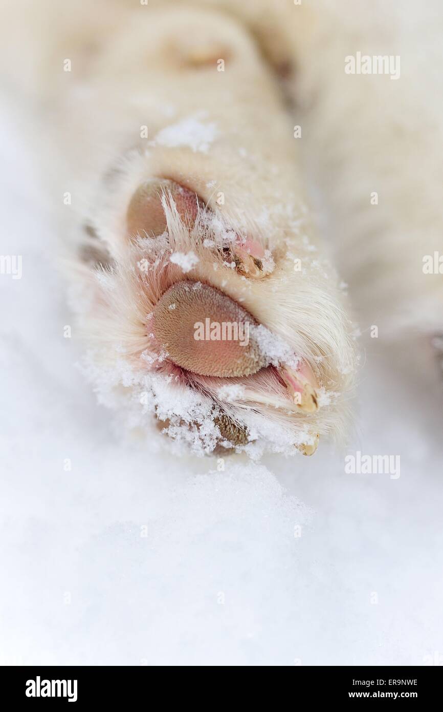 Husky details hi-res stock photography and images - Alamy