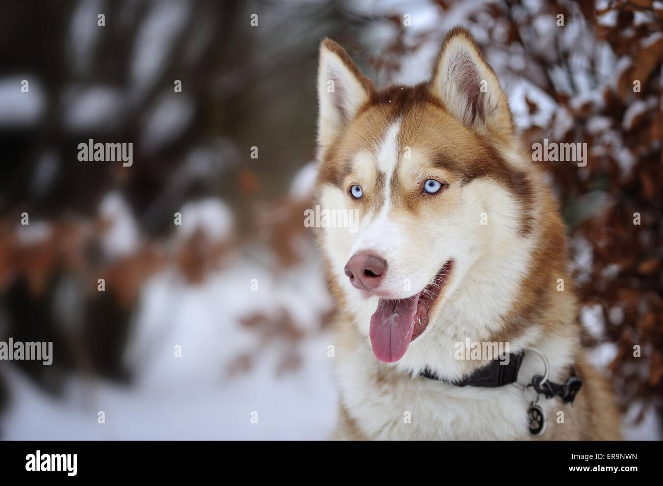 Siberian Husky Portrait Stock Photo - Alamy
