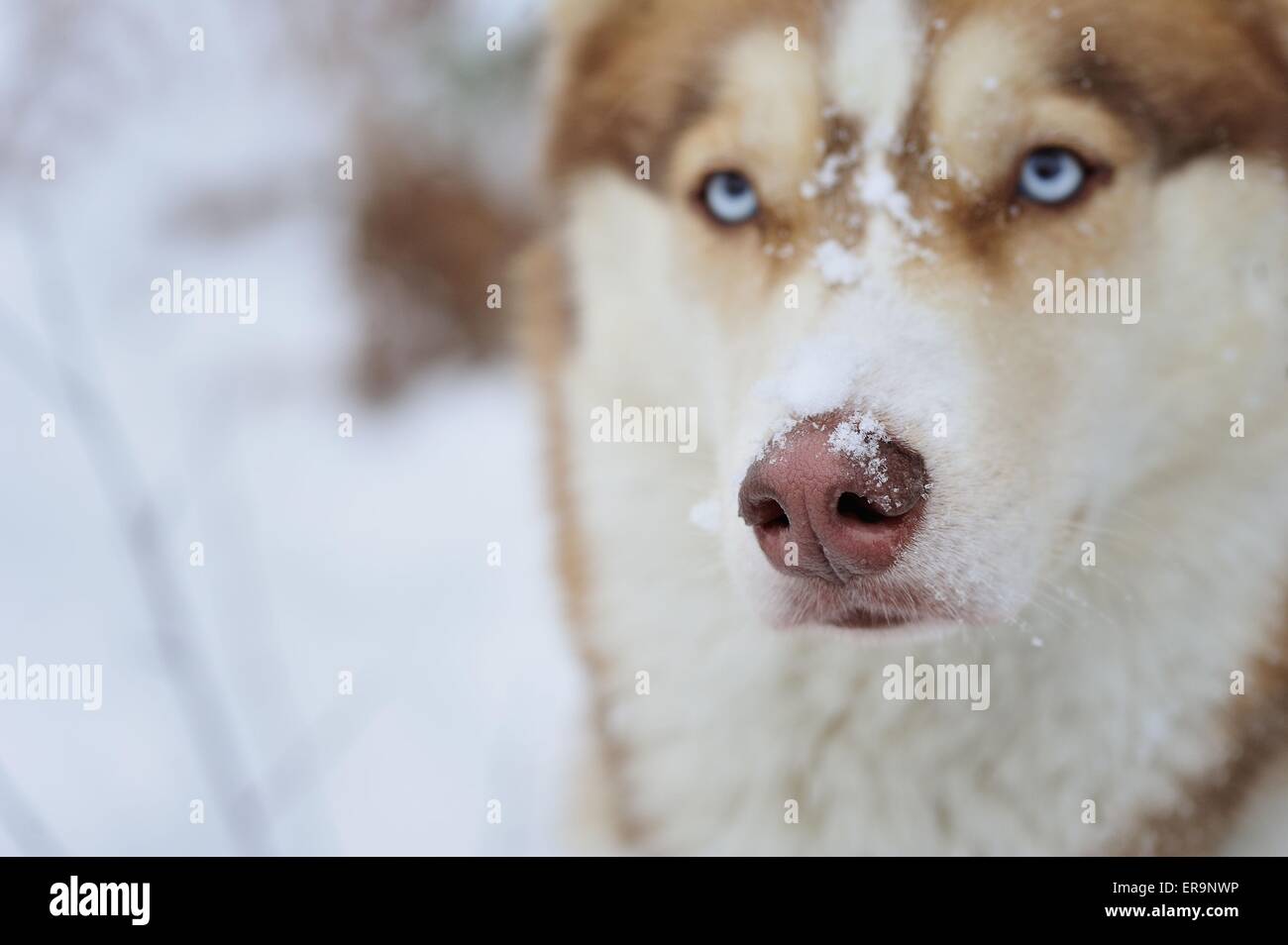 Husky snout hi-res stock photography and images - Alamy