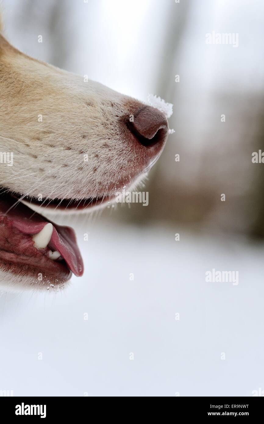 Husky snout hi-res stock photography and images - Alamy