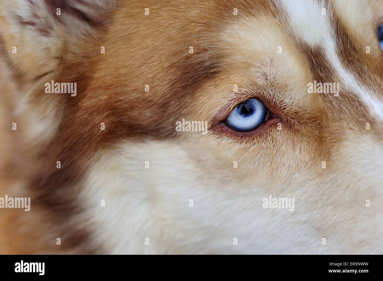 Siberian Husky eye Stock Photo - Alamy