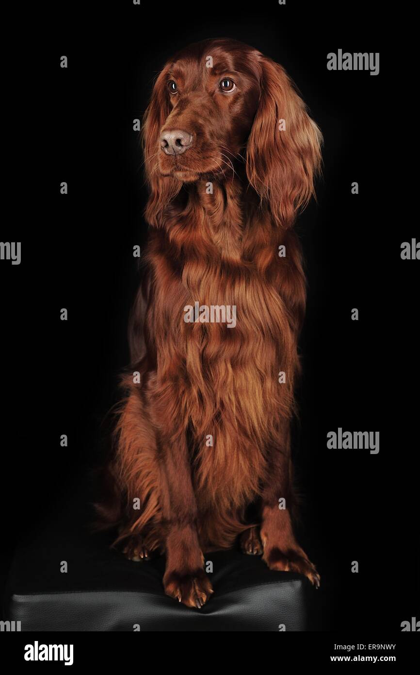 sitting Irish Red Setter Stock Photo - Alamy