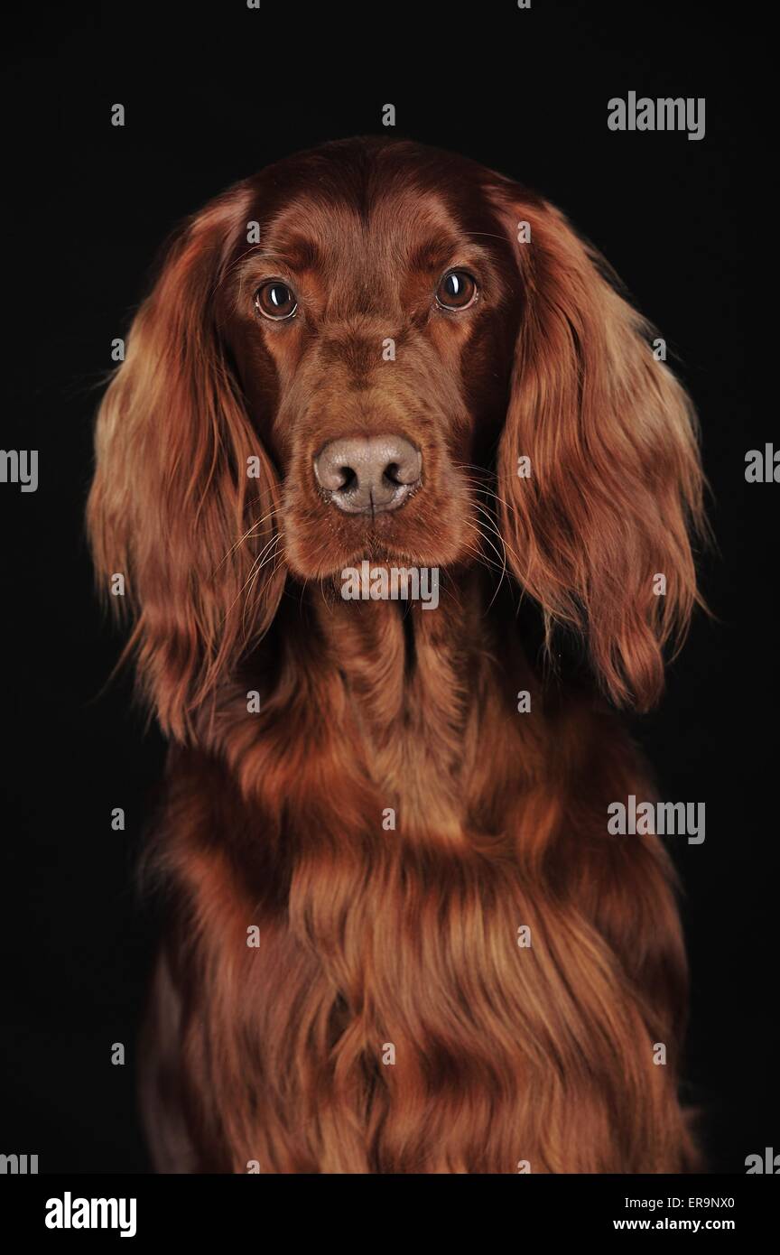 Irish Red Setter Portrait Stock Photo - Alamy