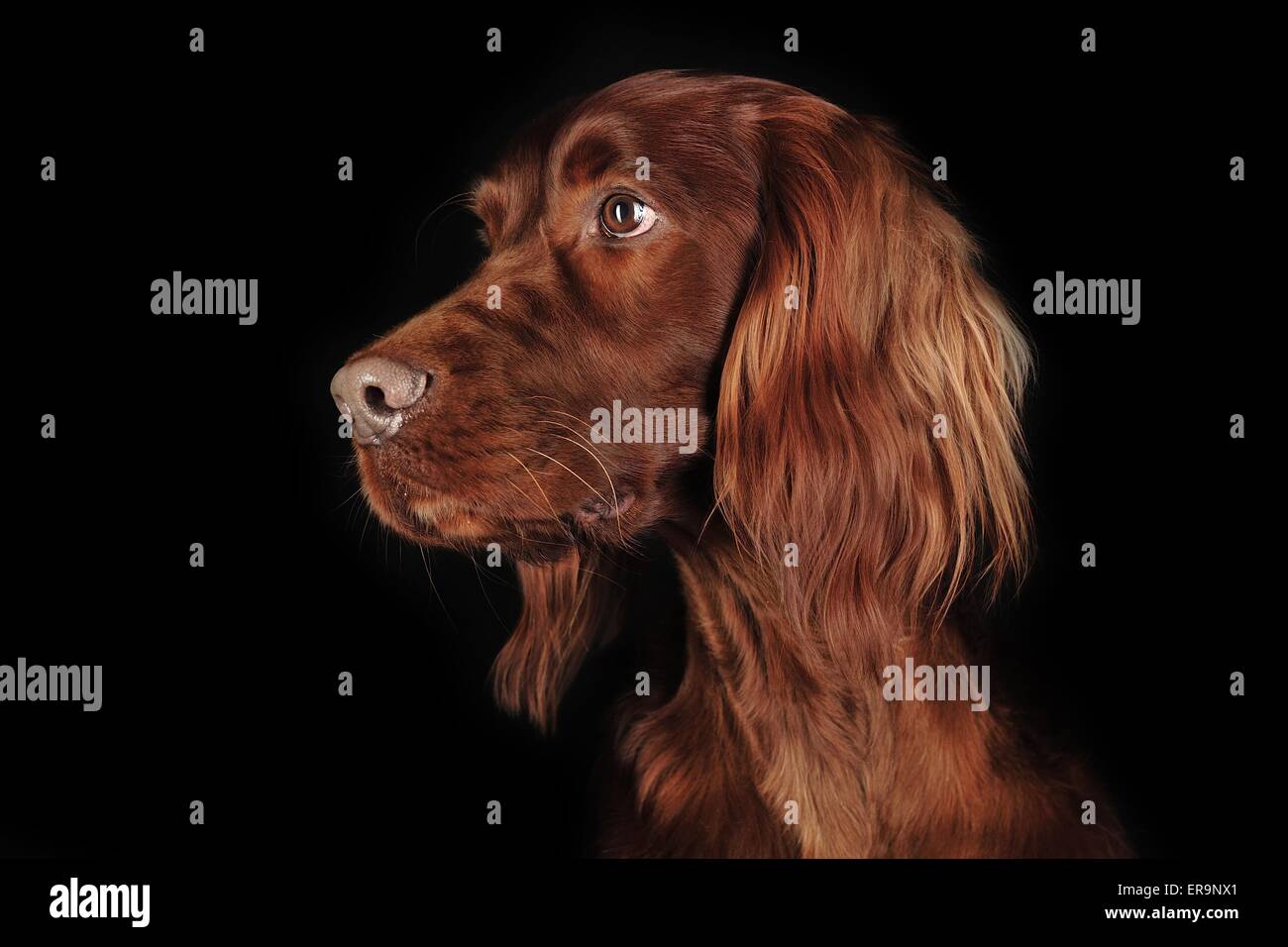 Irish Red Setter Portrait Stock Photo - Alamy
