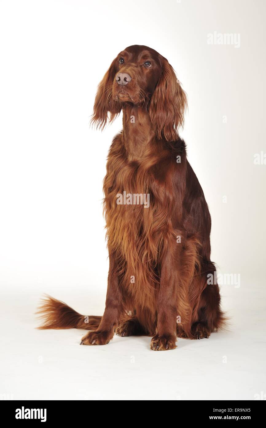 sitting Irish Red Setter Stock Photo - Alamy